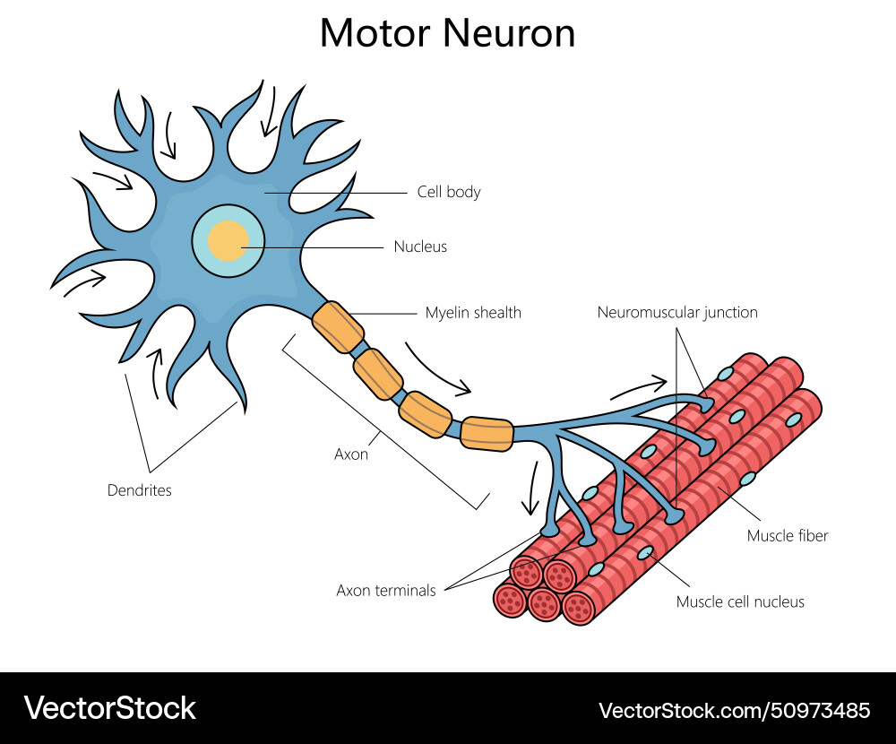 Anatomy motor neuron diagram medical Royalty Free Vector Anatomy motor neuron diagram medical Royalty Free Vector