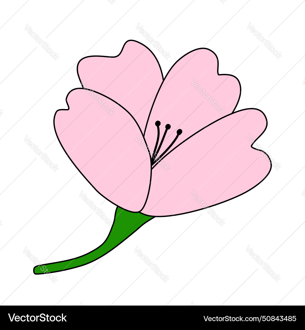 Blossom cherry or sakura pink flower side view Vector Image