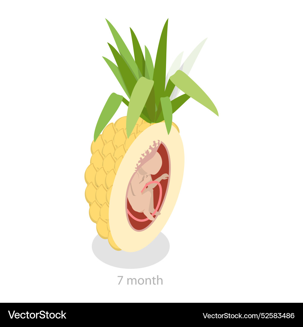 3d isometric flat of embryo Royalty Free Vector Image