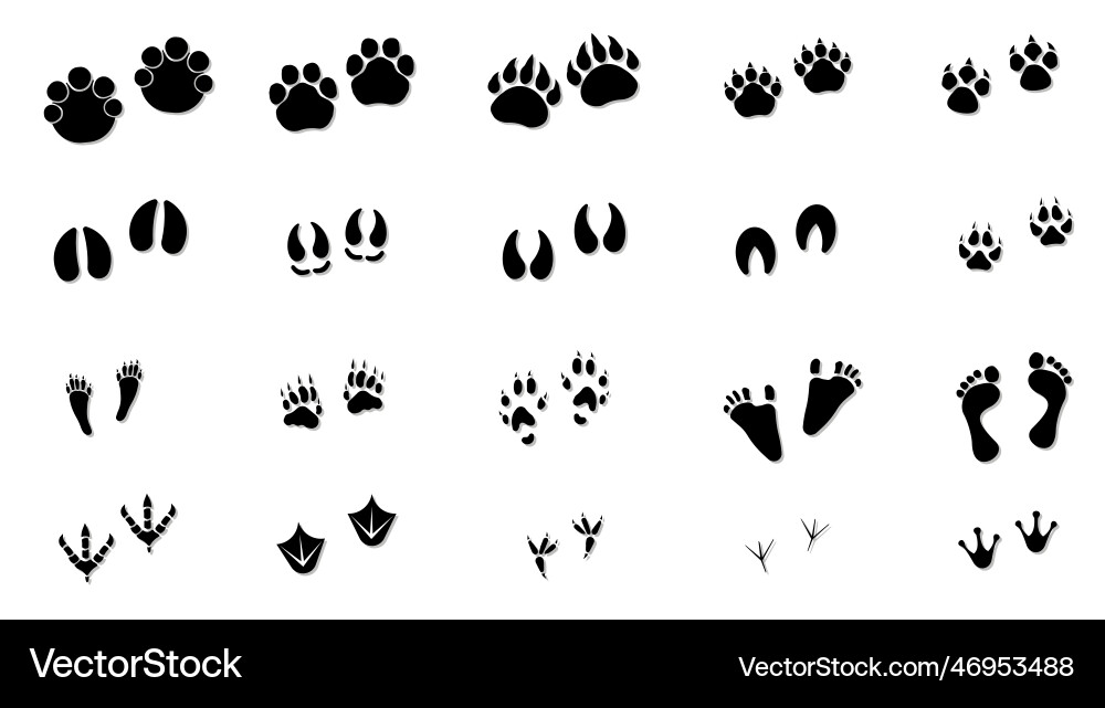 Animal tracks drawing foot print guide Royalty Free Vector