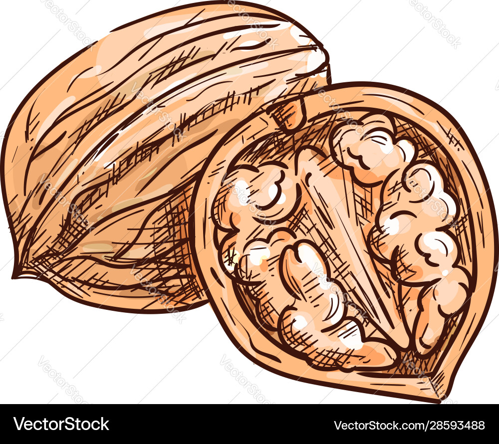 Common walnut whole and half with kernel isolated Vector Image