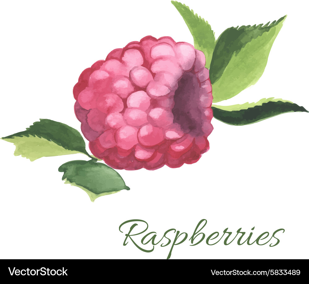 Hand drawn of raspberry Royalty Free Vector Image