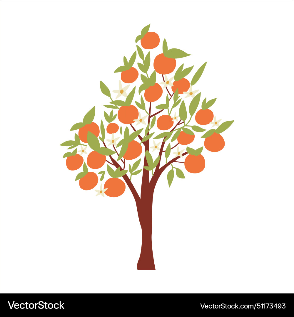 An orange tree Royalty Free Vector Image - VectorStock