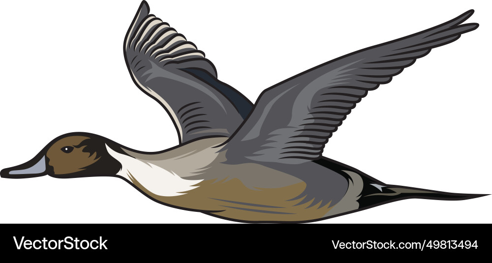 Pintail duck hunting logo Royalty Free Vector Image