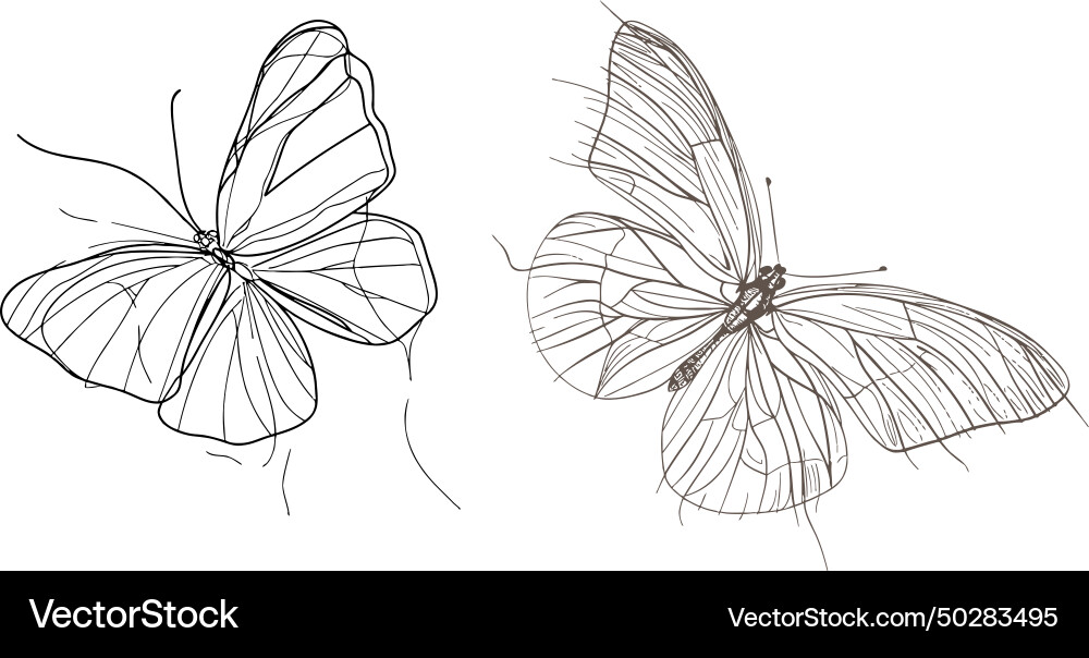 Butterfly flies by hand one line drawing Vector Image