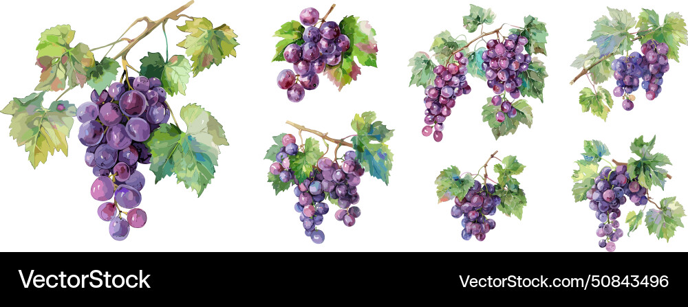 Grapes with leaves isolated fresh grape Royalty Free Vector