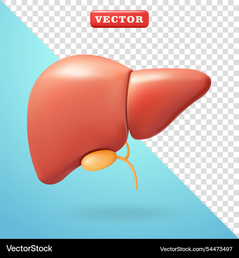 Liver 3d elements Royalty Free Vector Image - VectorStock