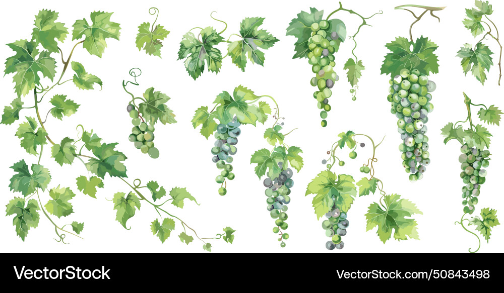 Grapevine set isolated grapevines with white Vector Image
