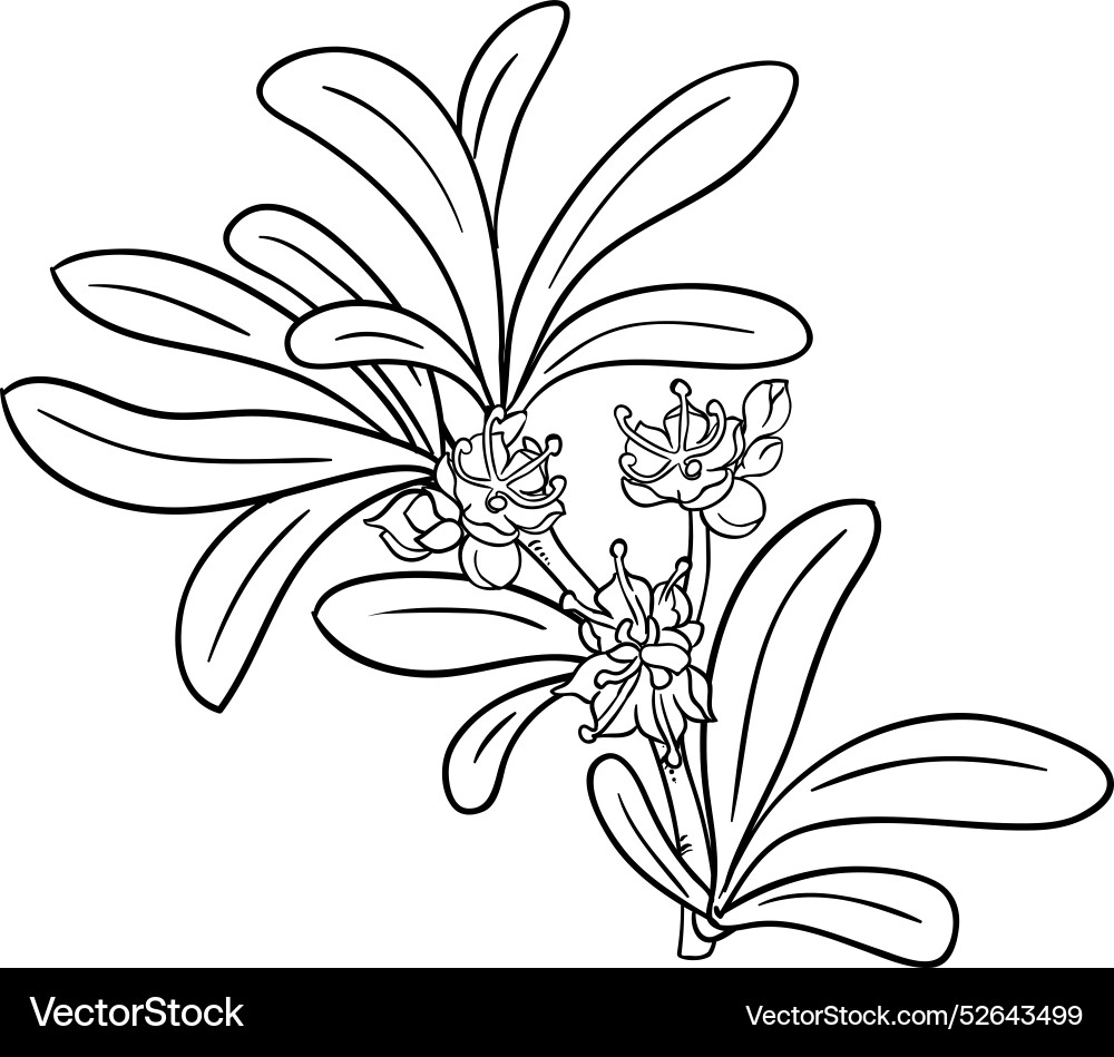 Argan branch detailed outline – Royalty-Free Vector | VectorStock