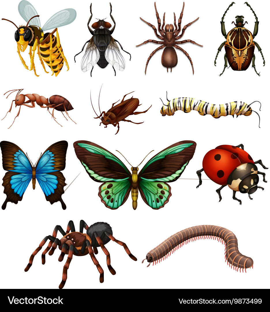 Collection of Diverse Insects Royalty Free Vector Image