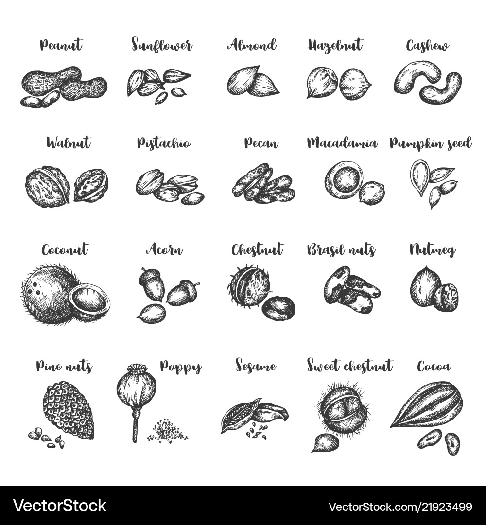Seeds and nuts set vintage hand drawing Royalty Free Vector