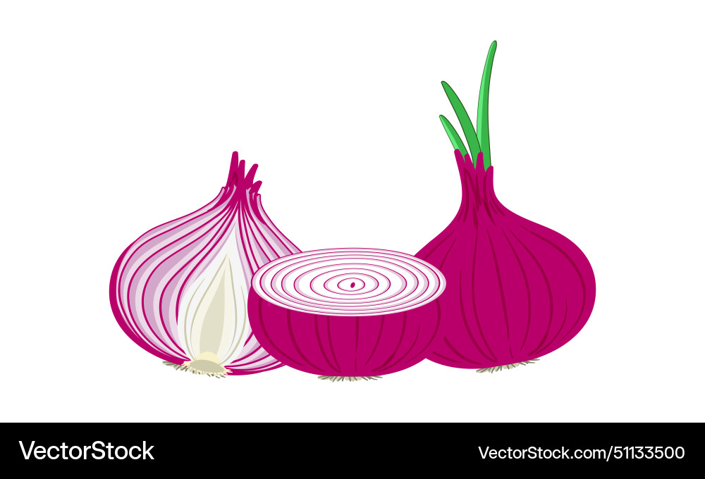 Onion design Royalty Free Vector Image - VectorStock