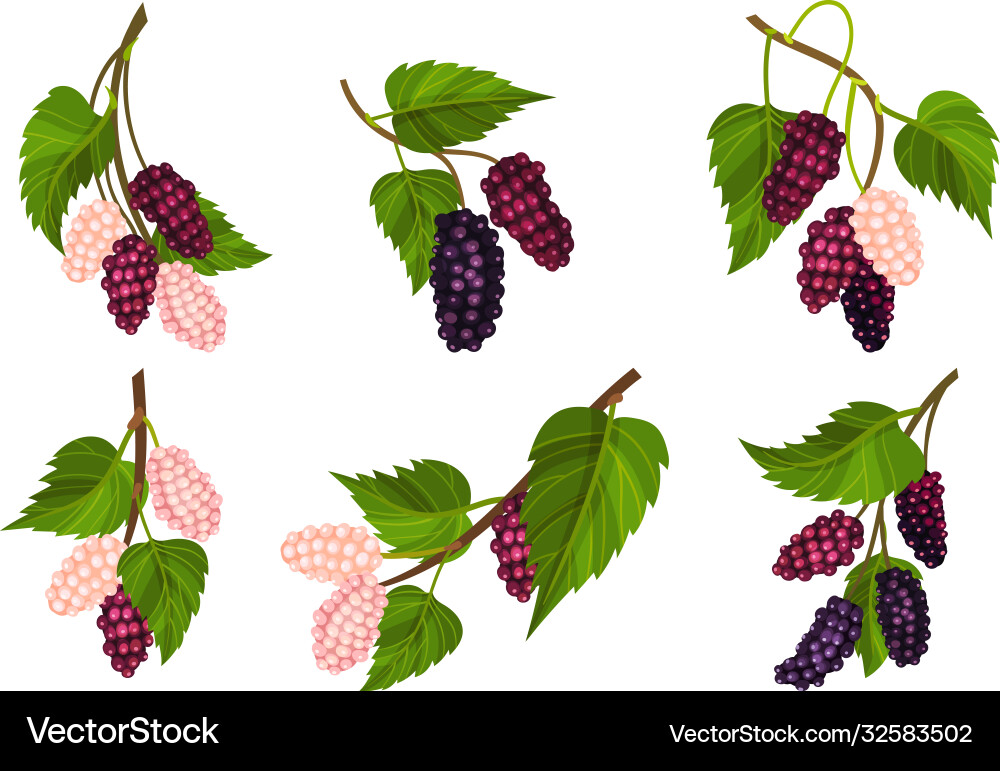 Mulberry branch with immature pink berries Vector Image