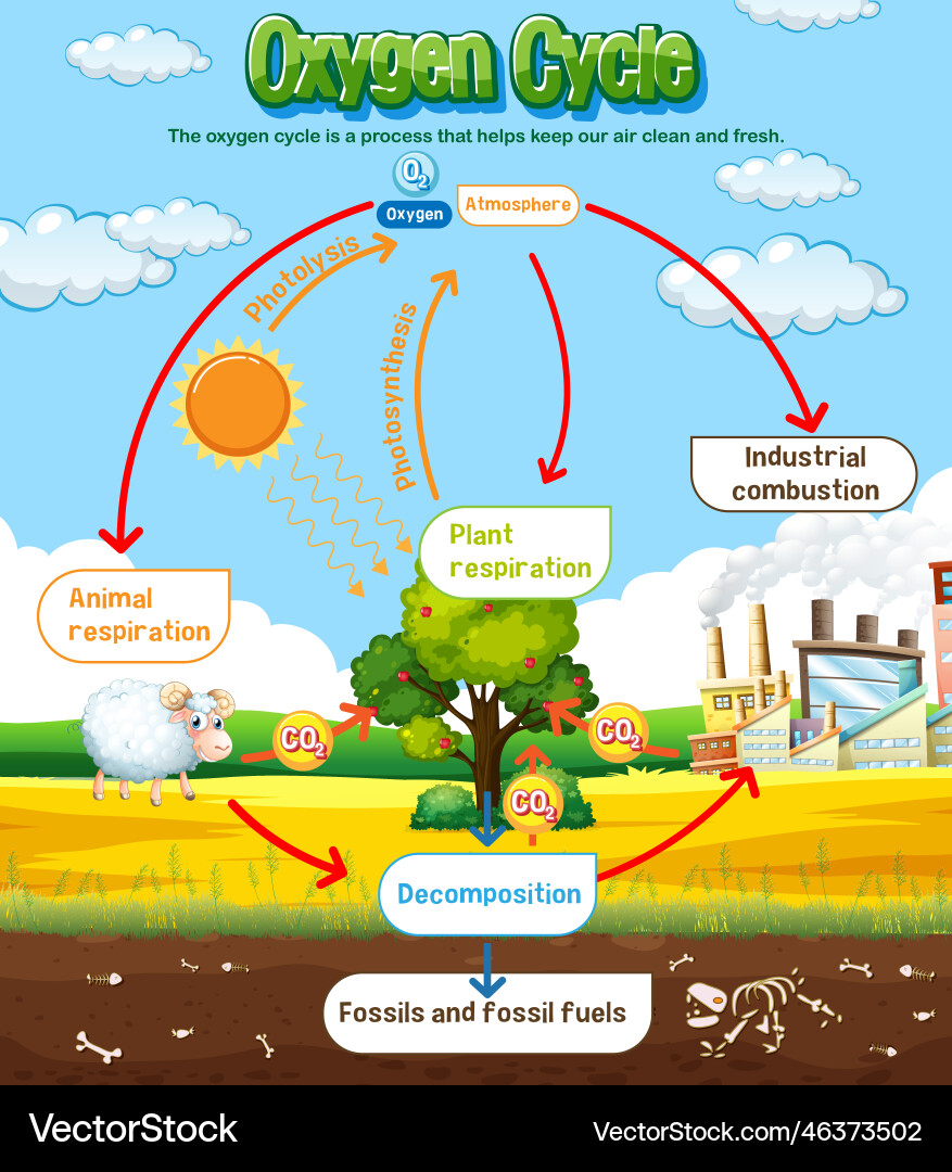 Oxygen Cycle Flow Chart