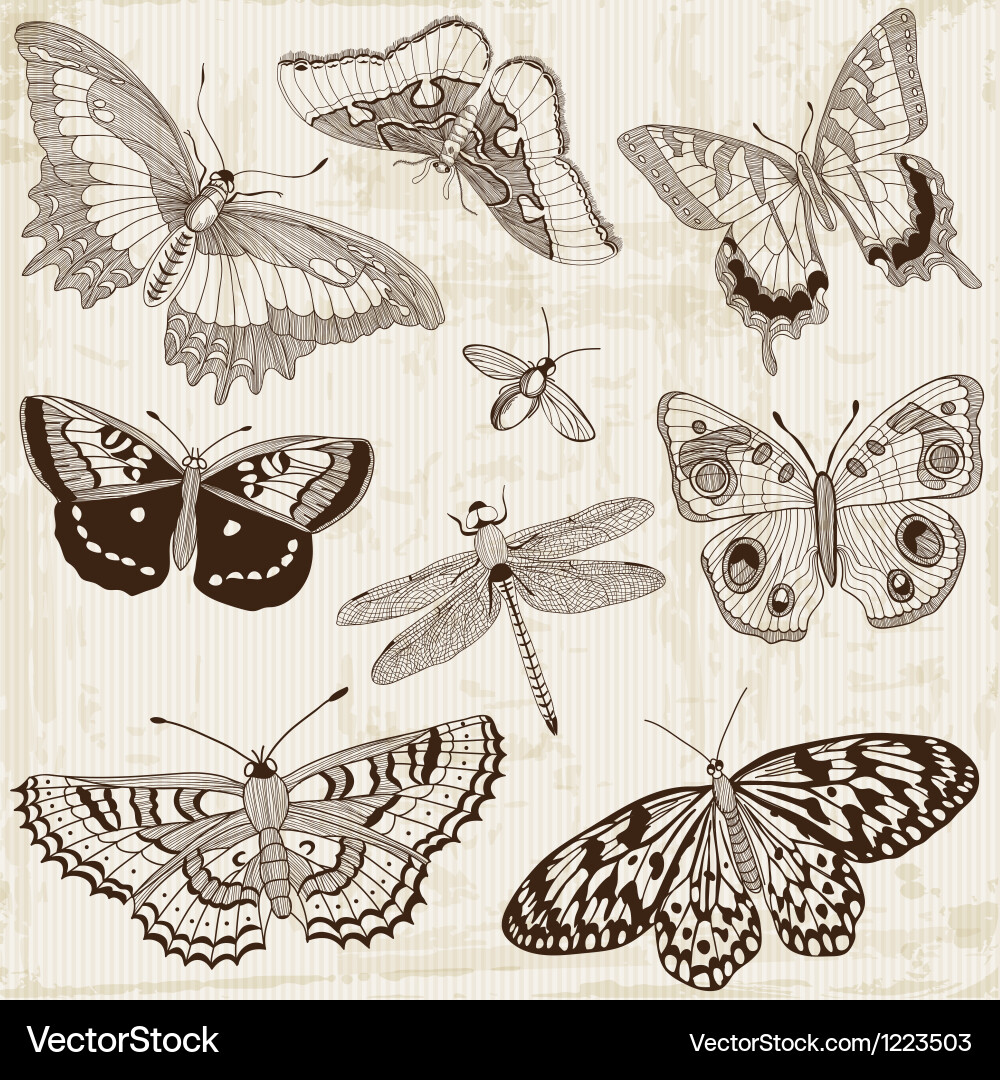 Butterfly design elements Royalty Free Vector Image