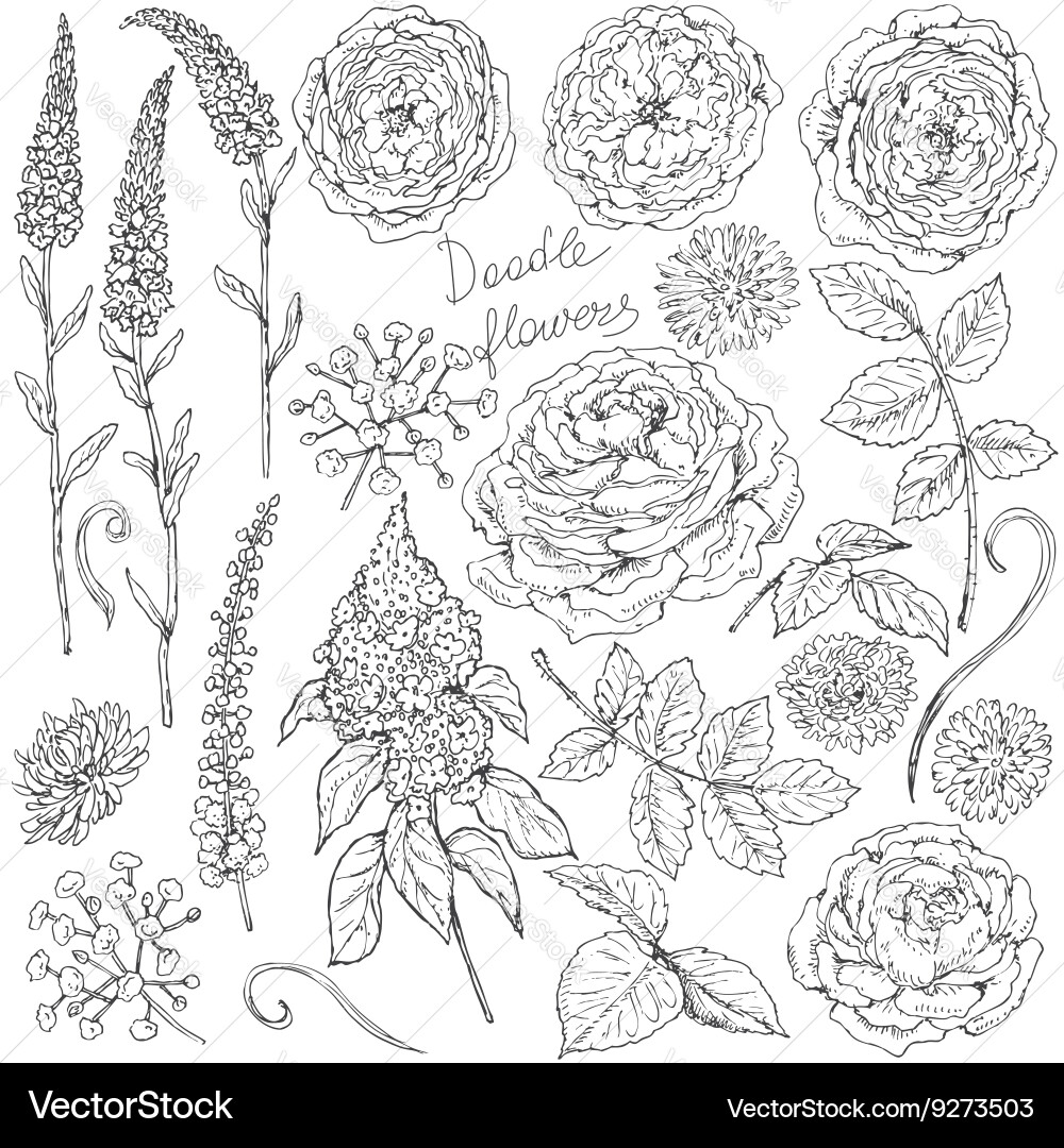 Doodle flowers Royalty Free Vector Image - VectorStock