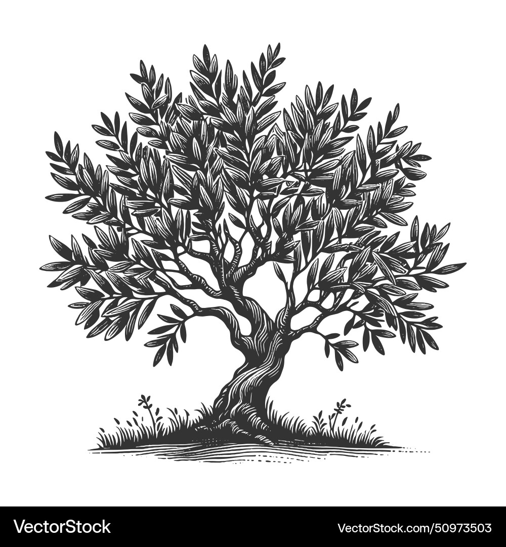 Olive tree with ripe olives engraving Royalty Free Vector