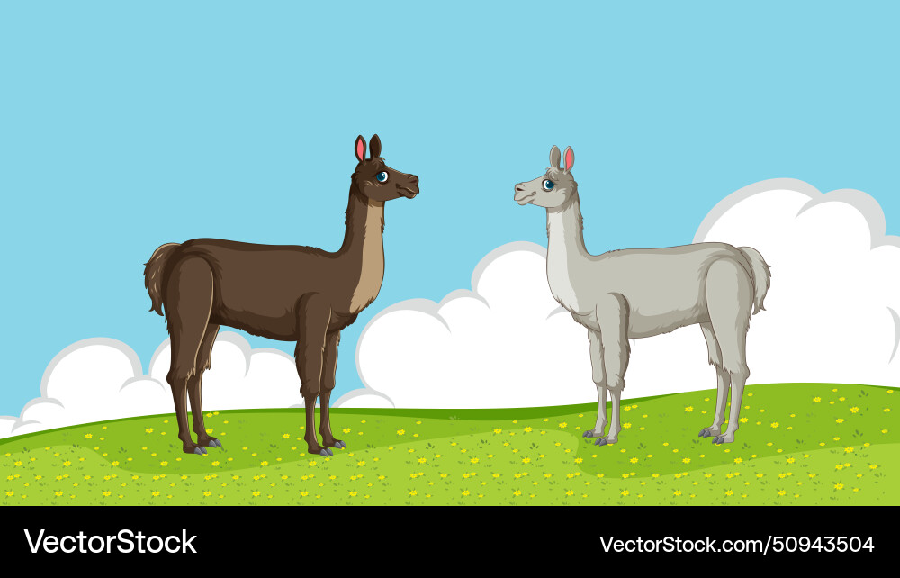 Two llamas on a grassy field Royalty Free Vector Image