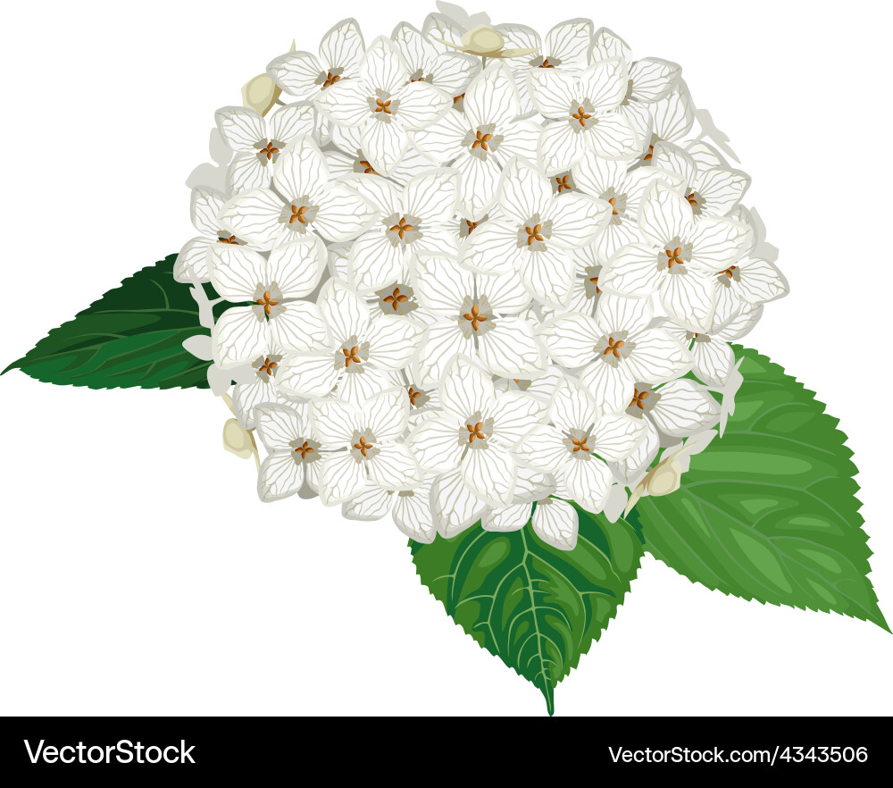 Hydrangea flower Royalty Free Vector Image - VectorStock