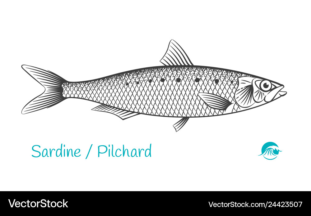 Pilchard hand-drawn Royalty Free Vector Image - VectorStock
