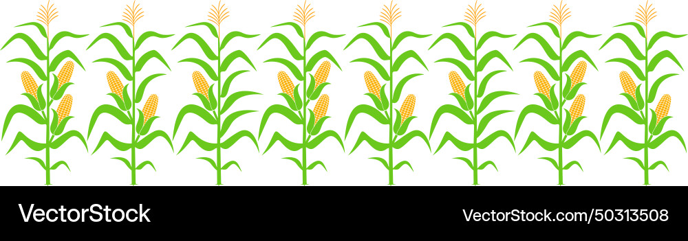 Corn Royalty Free Vector Image - VectorStock