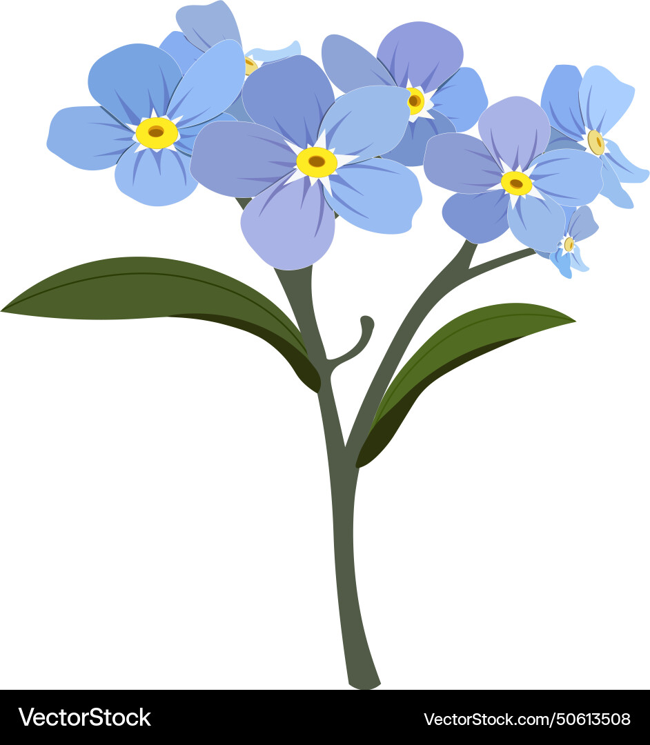Forget-me-not flowers Royalty Free Vector Image