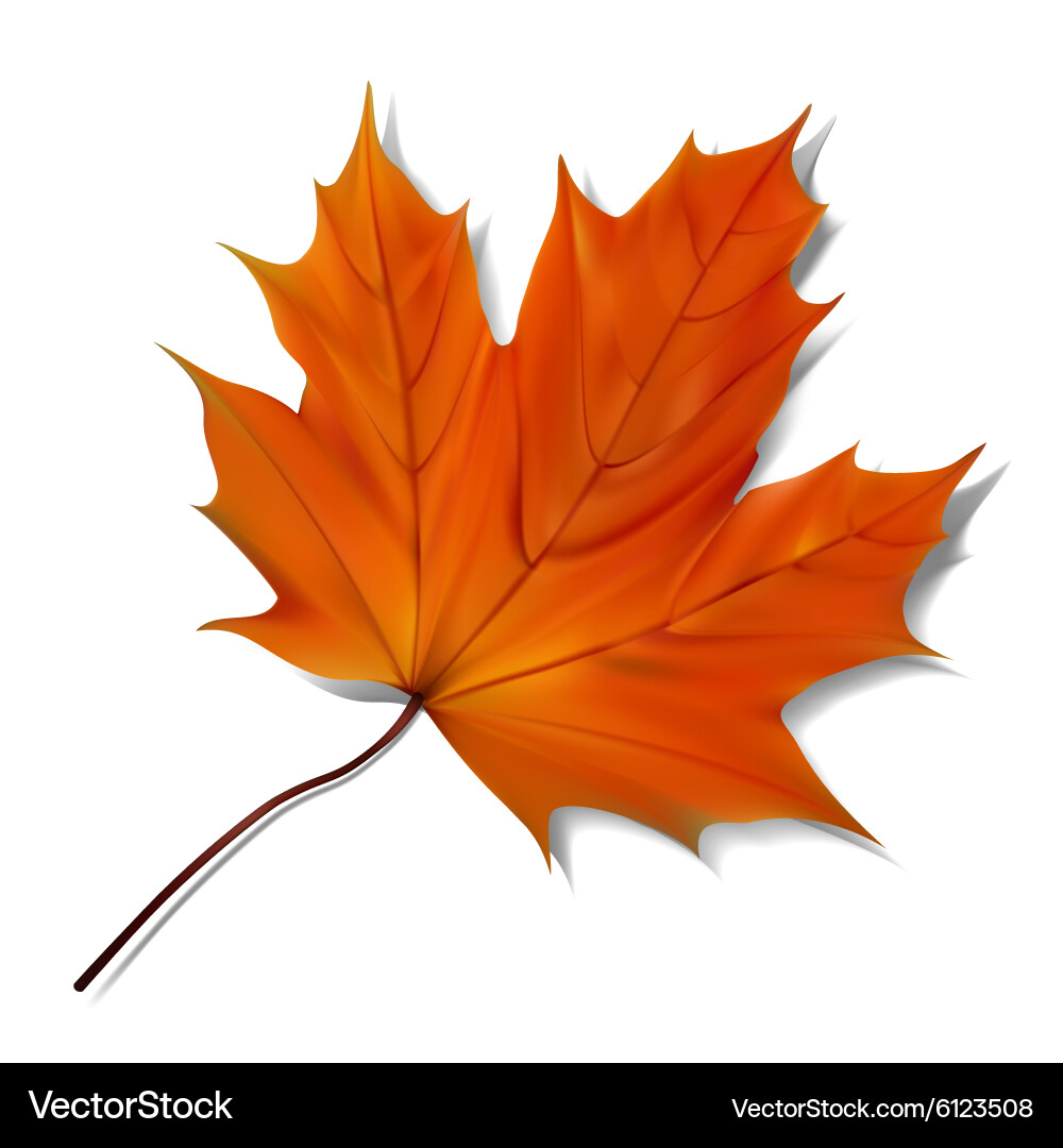 Orange maple leaf Royalty Free Vector Image - VectorStock