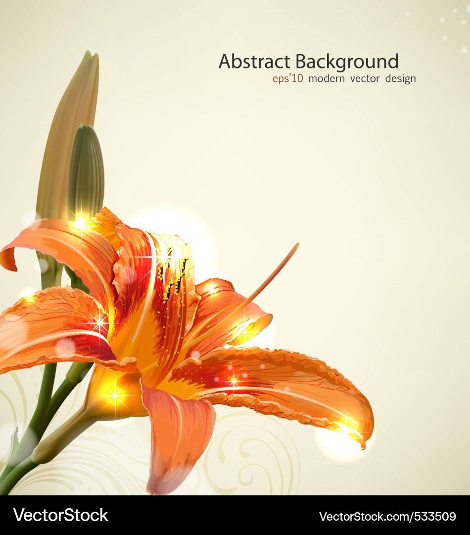 Lily flower background Royalty Free Vector Image
