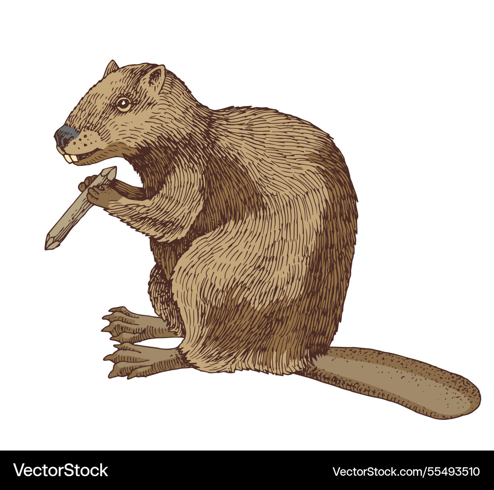 Beaver hand drawn Royalty Free Vector Image - VectorStock