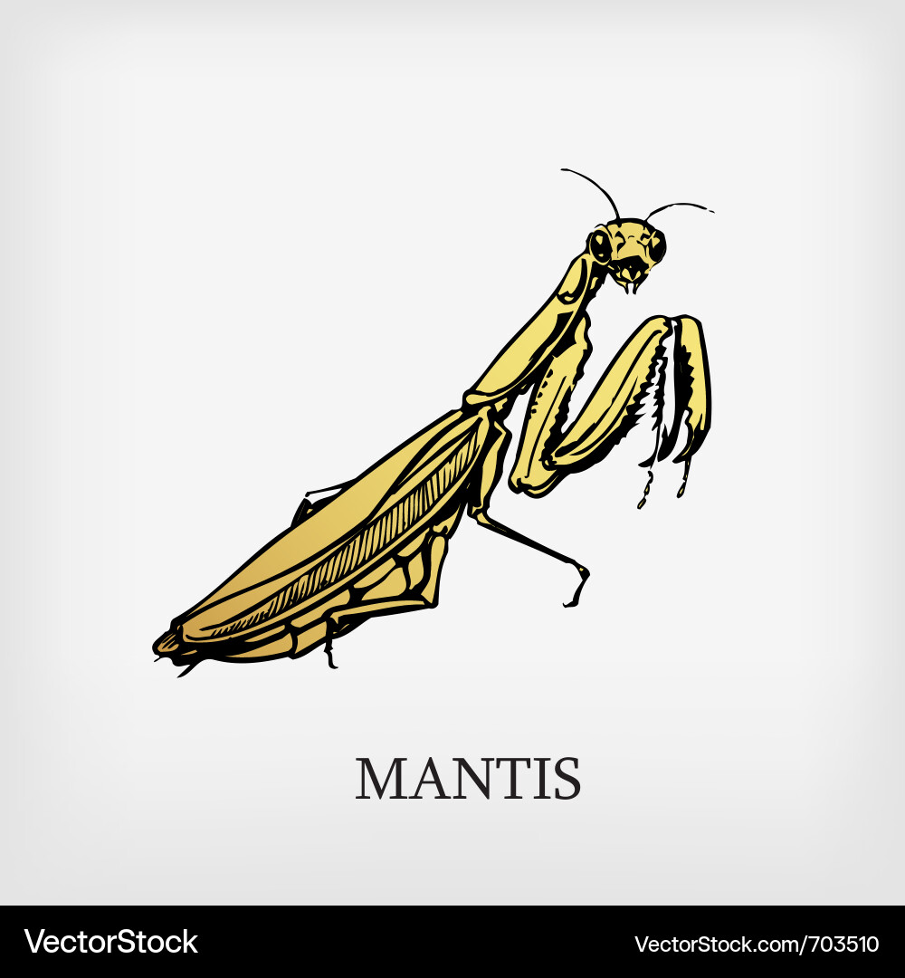 Mantis Royalty Free Vector Image - VectorStock