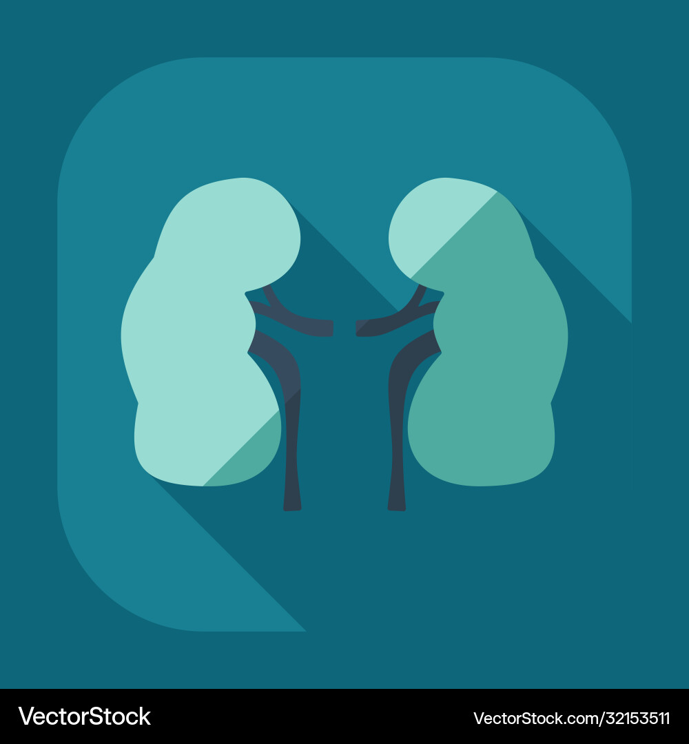 Flat modern design with shadow icons kidneys Vector Image