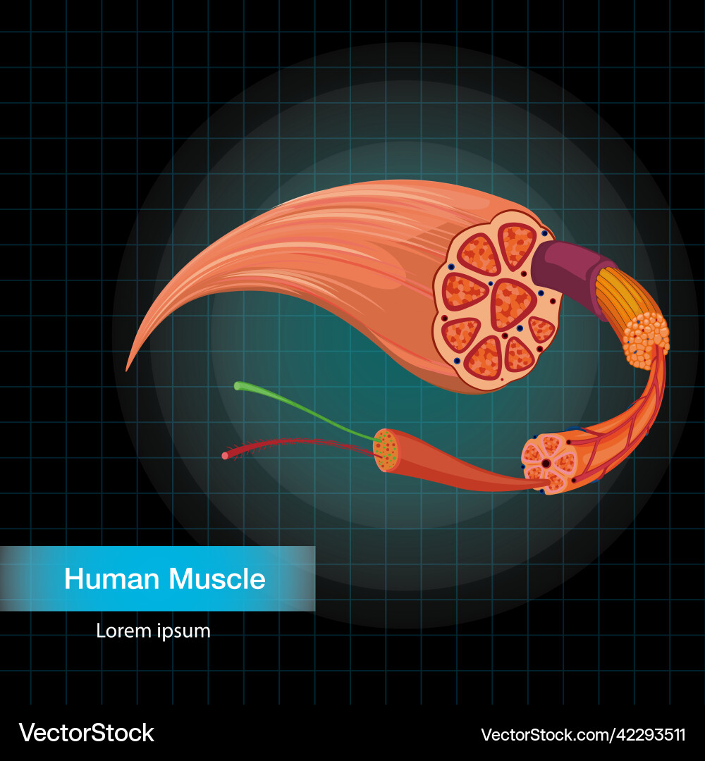 Human muscle anatomy structure Royalty Free Vector Image