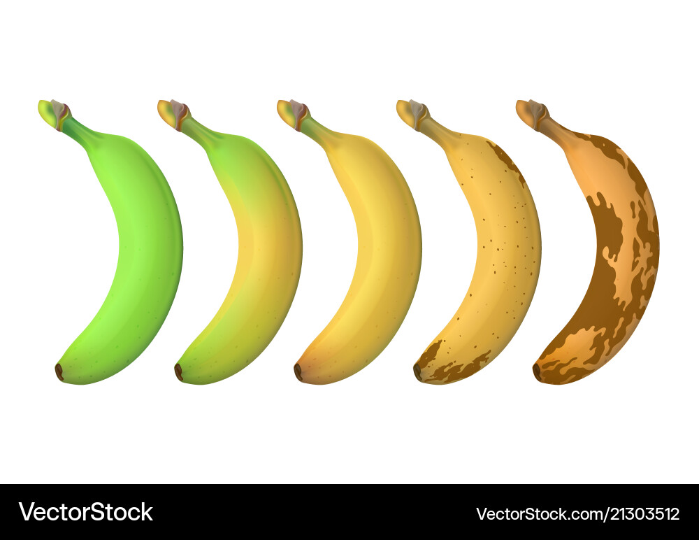 Banana Ripeness Stages Royalty Free Vector Image