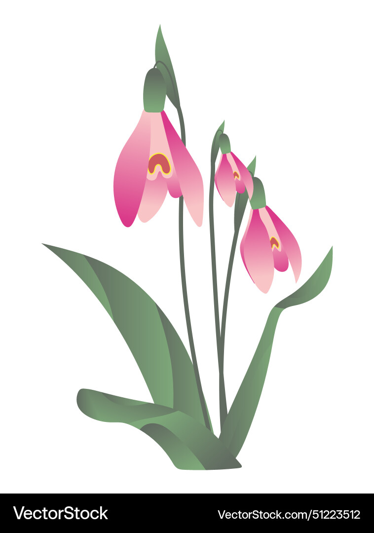 Pink snowdrop with green leaves in flat design Vector Image