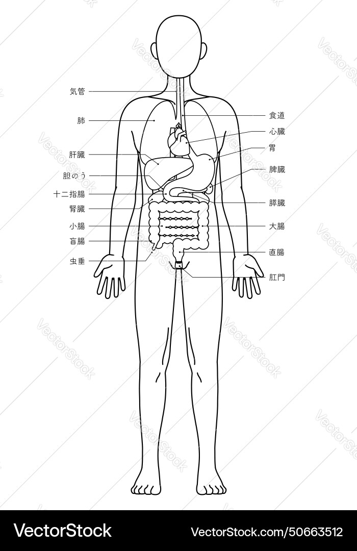 Structural drawing of the human body internal Vector Image