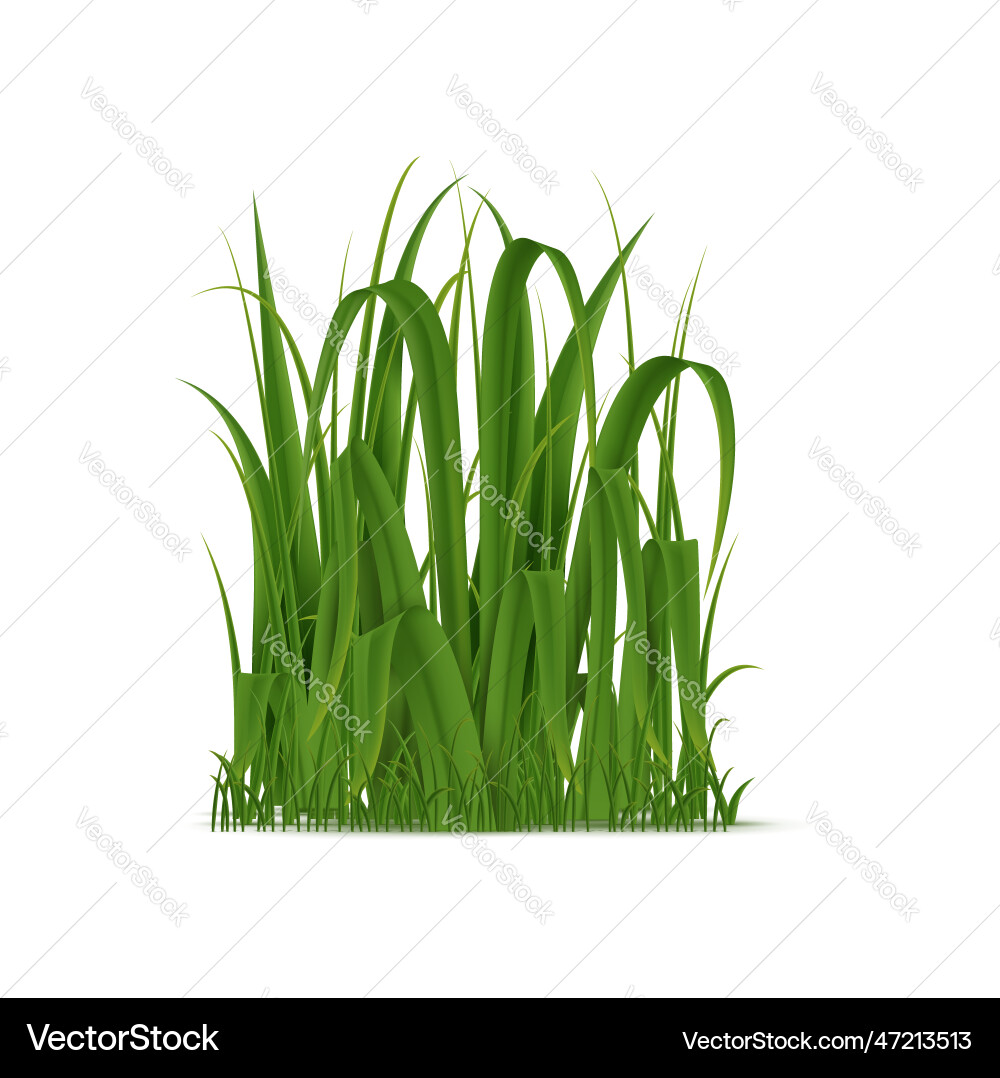 Isolated Green Grass Cluster Royalty Free Vector Image