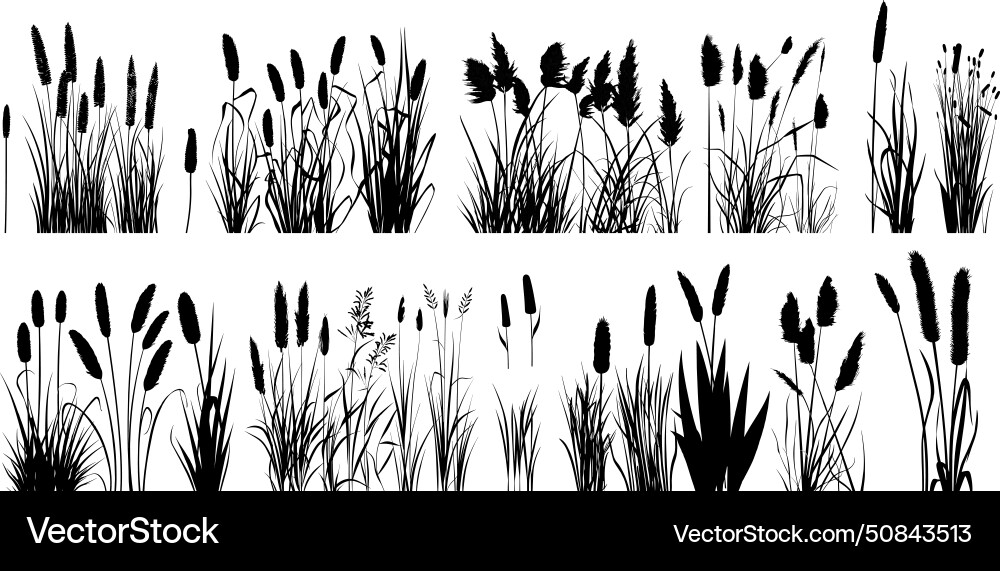 Reeds collection isolated black reed forest pond Vector Image