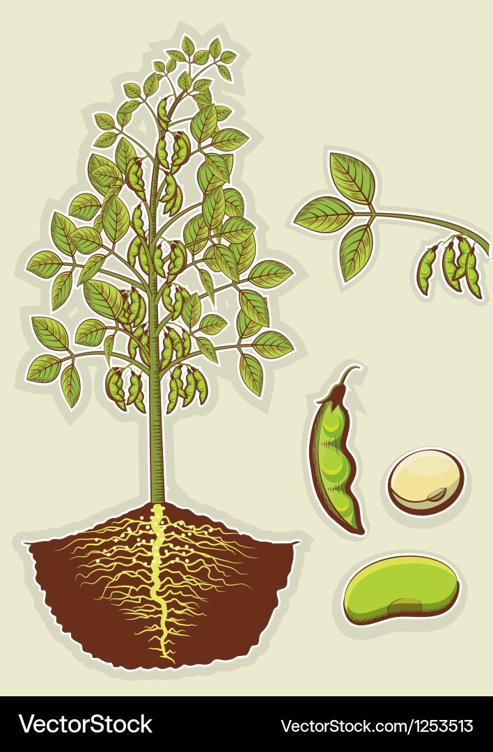 Soybean plant Royalty Free Vector Image - VectorStock