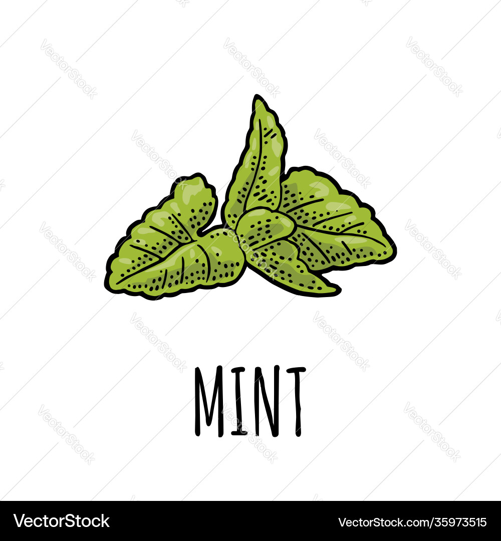 Mint leaves engraving vintage Royalty Free Vector Image