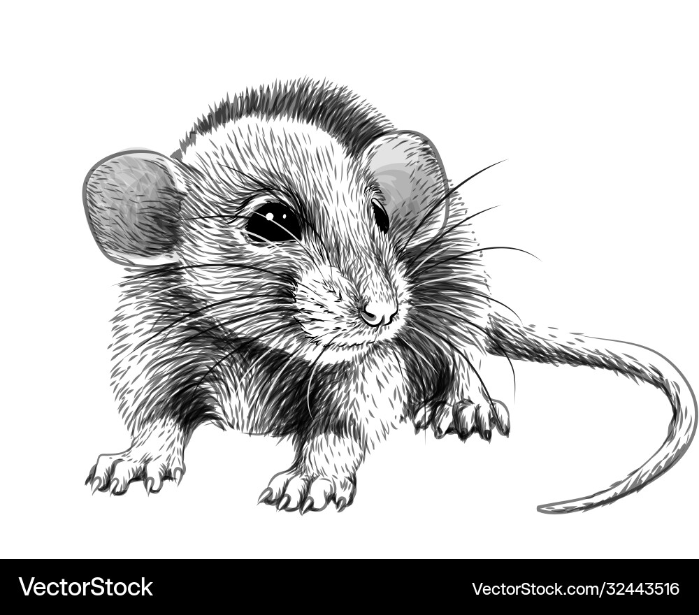 Mouse hand-drawn graphic black and white sketch Vector Image