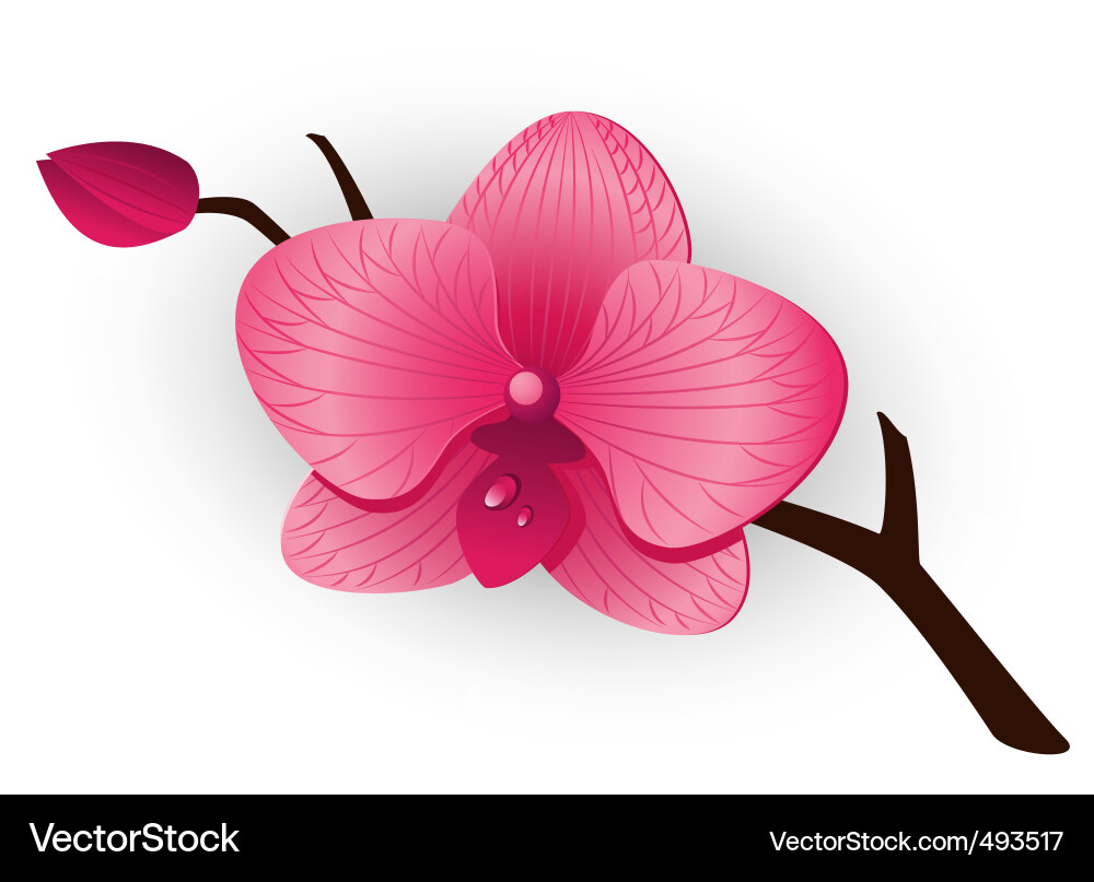 Orchid flower Royalty Free Vector Image - VectorStock