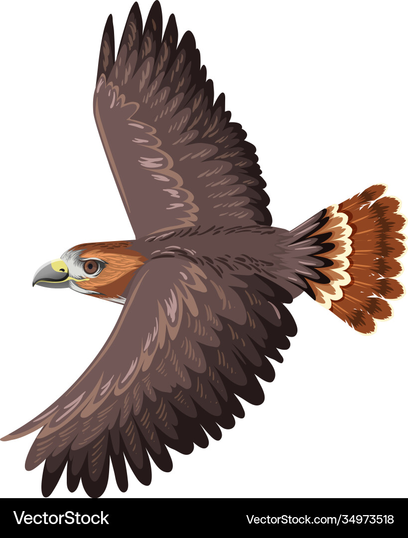 Red-Tailed Hawk in Flight Royalty Free Vector Image