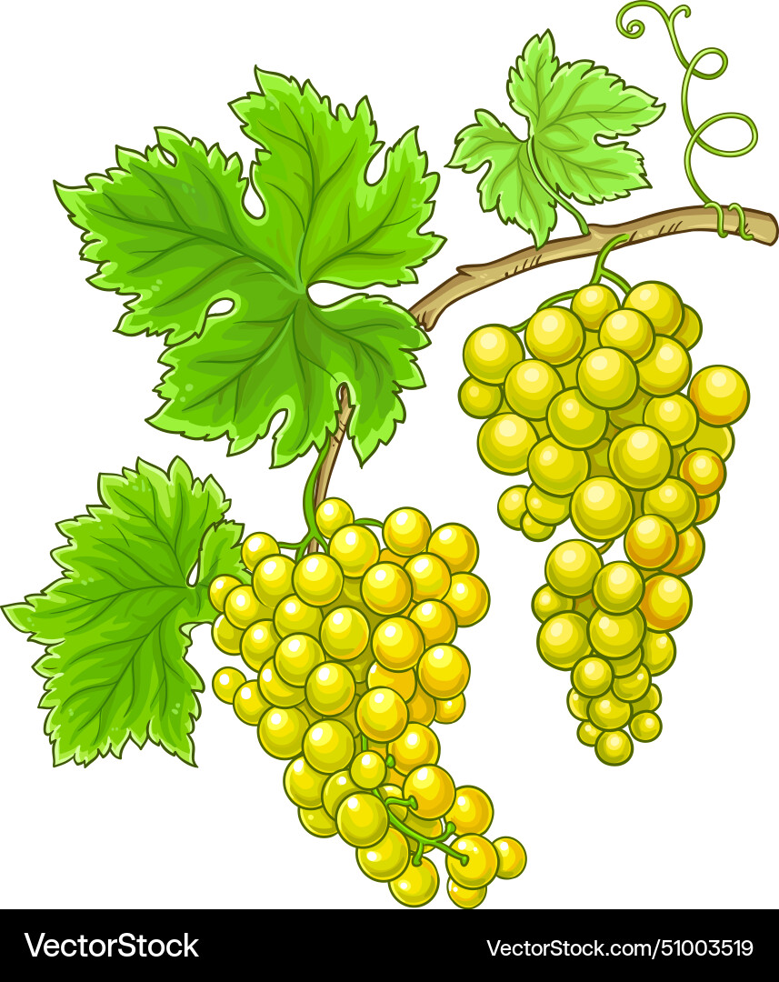 Grapes branch colored detailed Royalty Free Vector Image