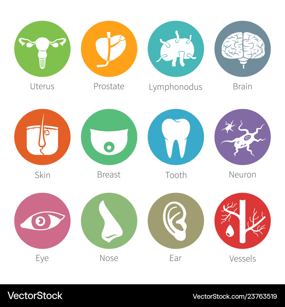 Icon set of human internal and external organs Vector Image