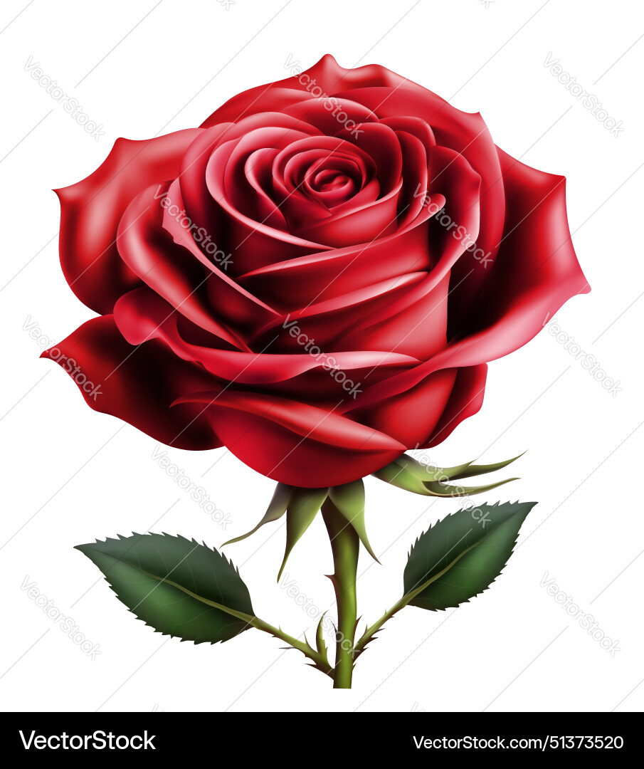 Beautiful Realistic Rose Drawing 25 Beautiful Rose Drawings And