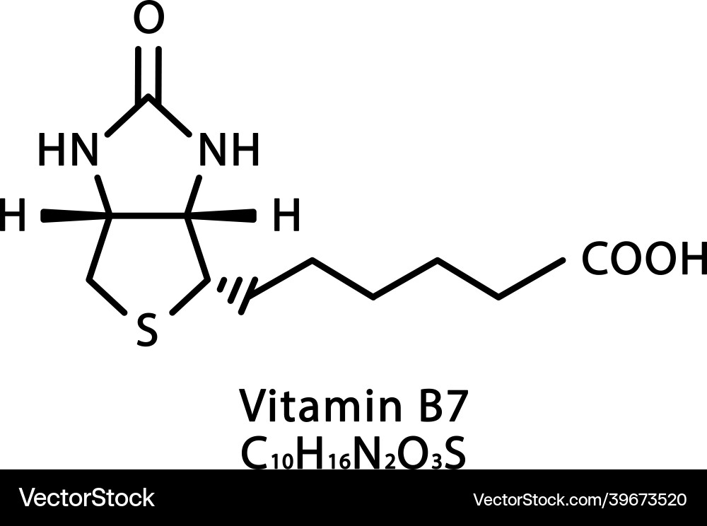 Vitamin b7 biotin molecular structure – Royalty-Free Vector | VectorStock