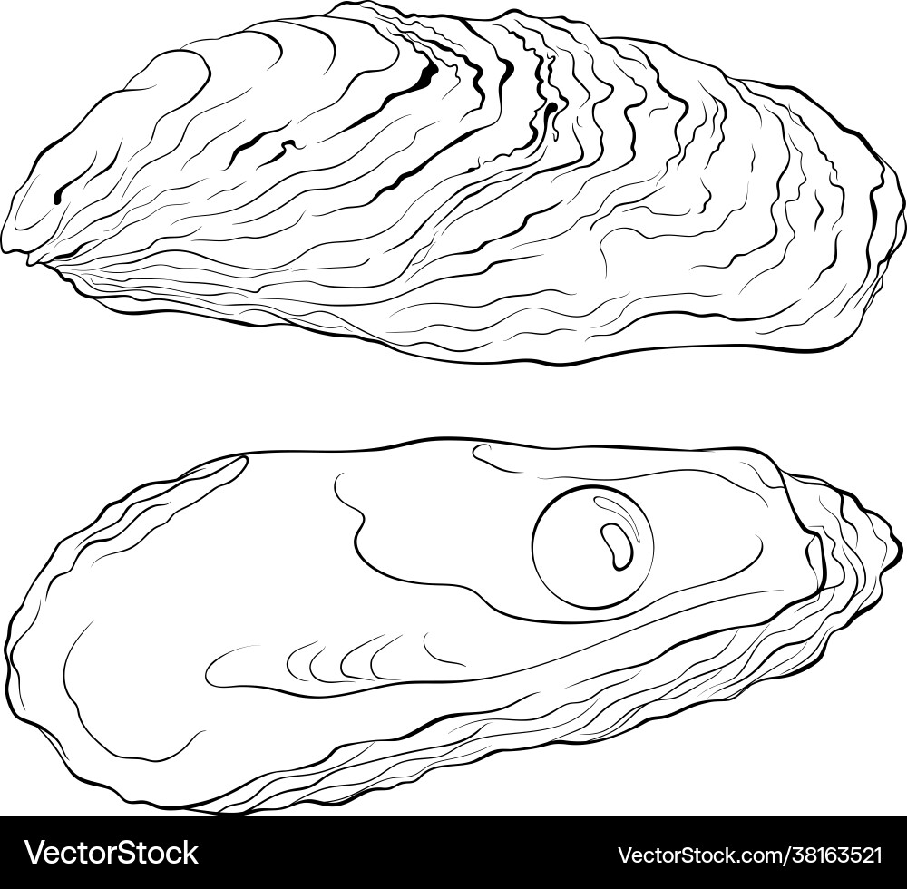 Oyster shells with pearl line art Royalty Free Vector Image