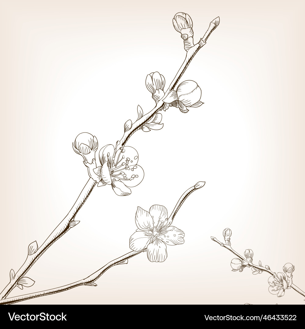 Japanese Cherry Blossom Drawing