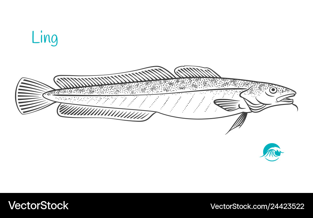 Ling hand-drawn Royalty Free Vector Image - VectorStock