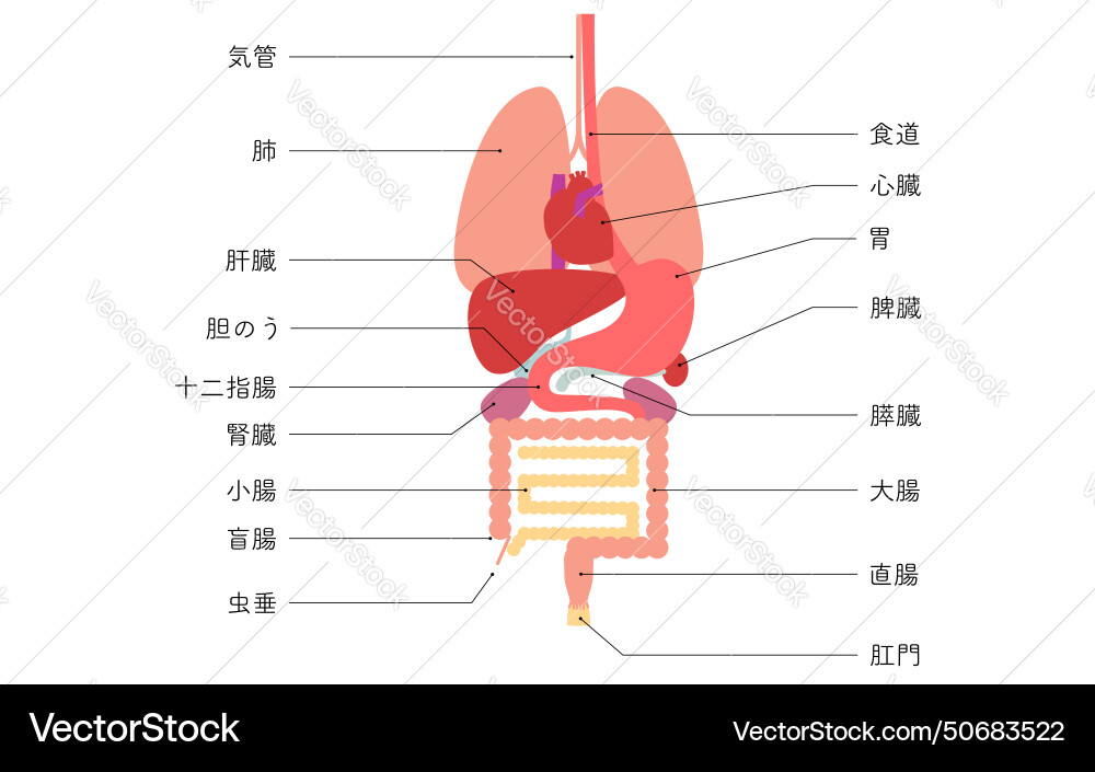 Structure of the human body internal organs Vector Image